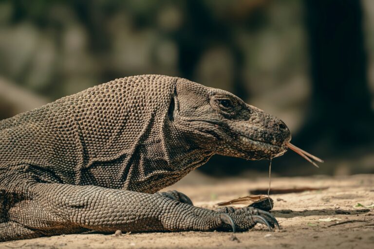 How Komodo Dragons Hunt and Kill Their Prey – Reptilekingz