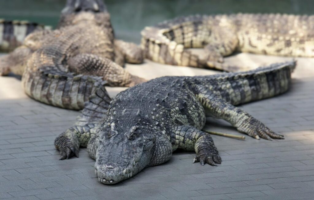 The Largest Alligator Ever Caught – A Giant in the Swamps – Reptilekingz