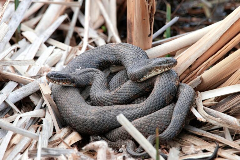 The Science Behind Snake Venom – How It Affects Prey and Humans ...
