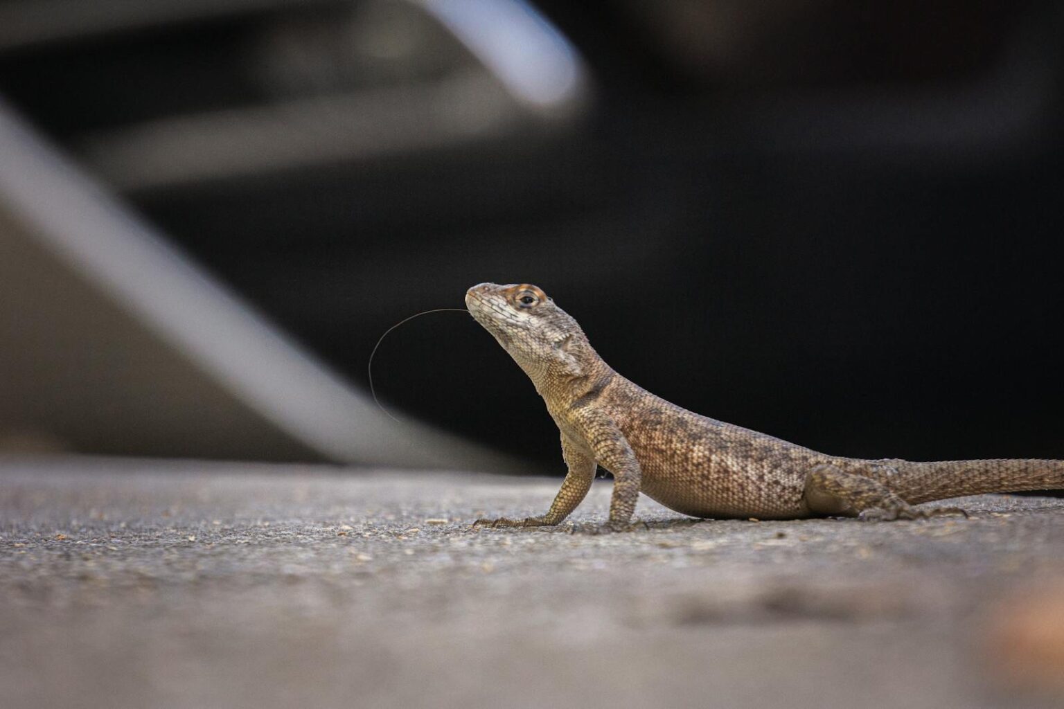 How Some Lizards Can Run on Water – The Jesus Lizard Explained ...