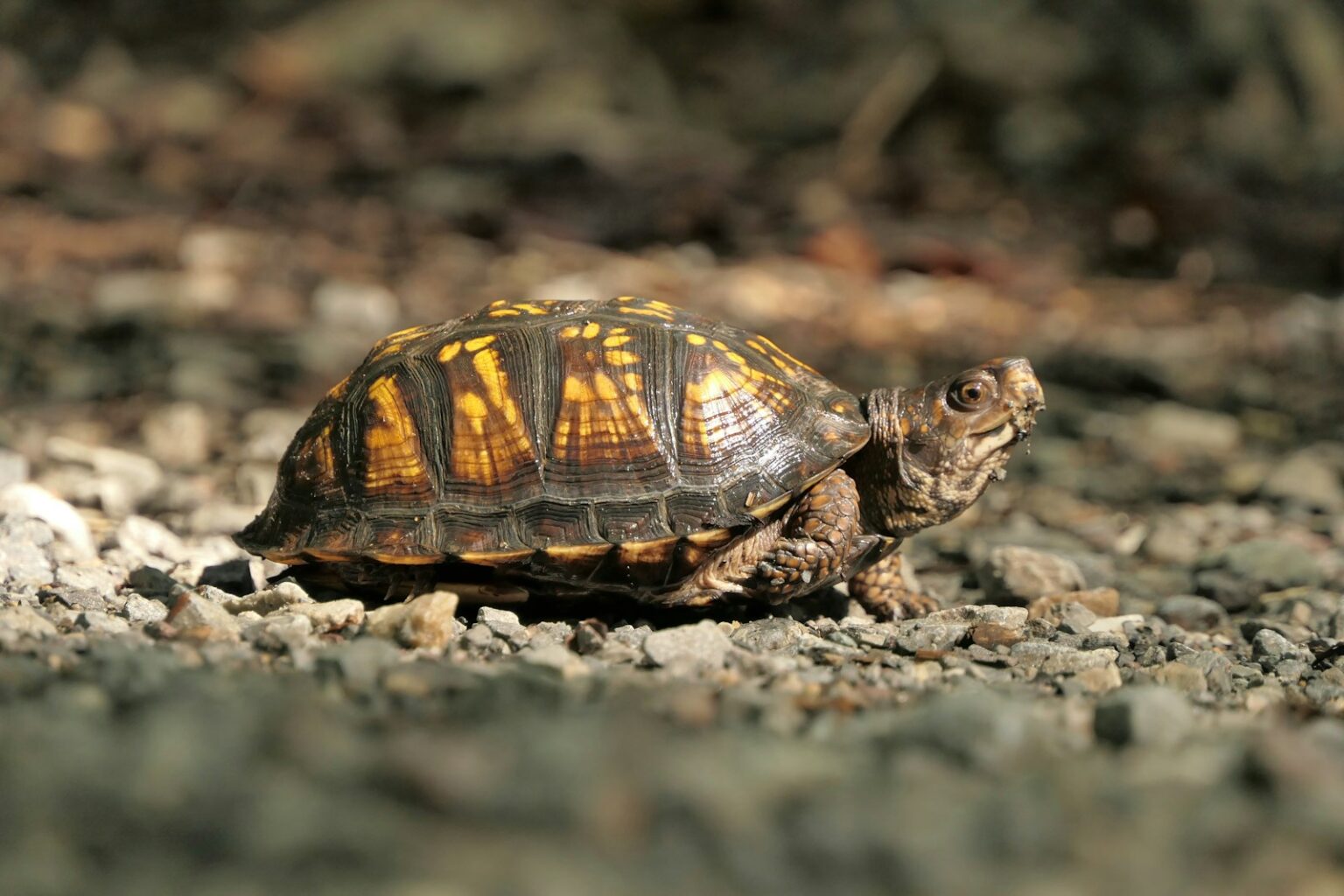 The Most Unique Turtle Shell Patterns Found in Nature – Reptilekingz