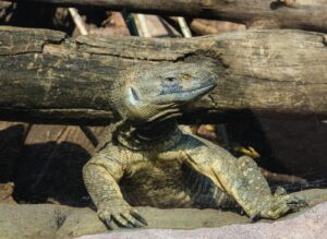 How Komodo Dragons Hunt and Kill Their Prey – Reptilekingz