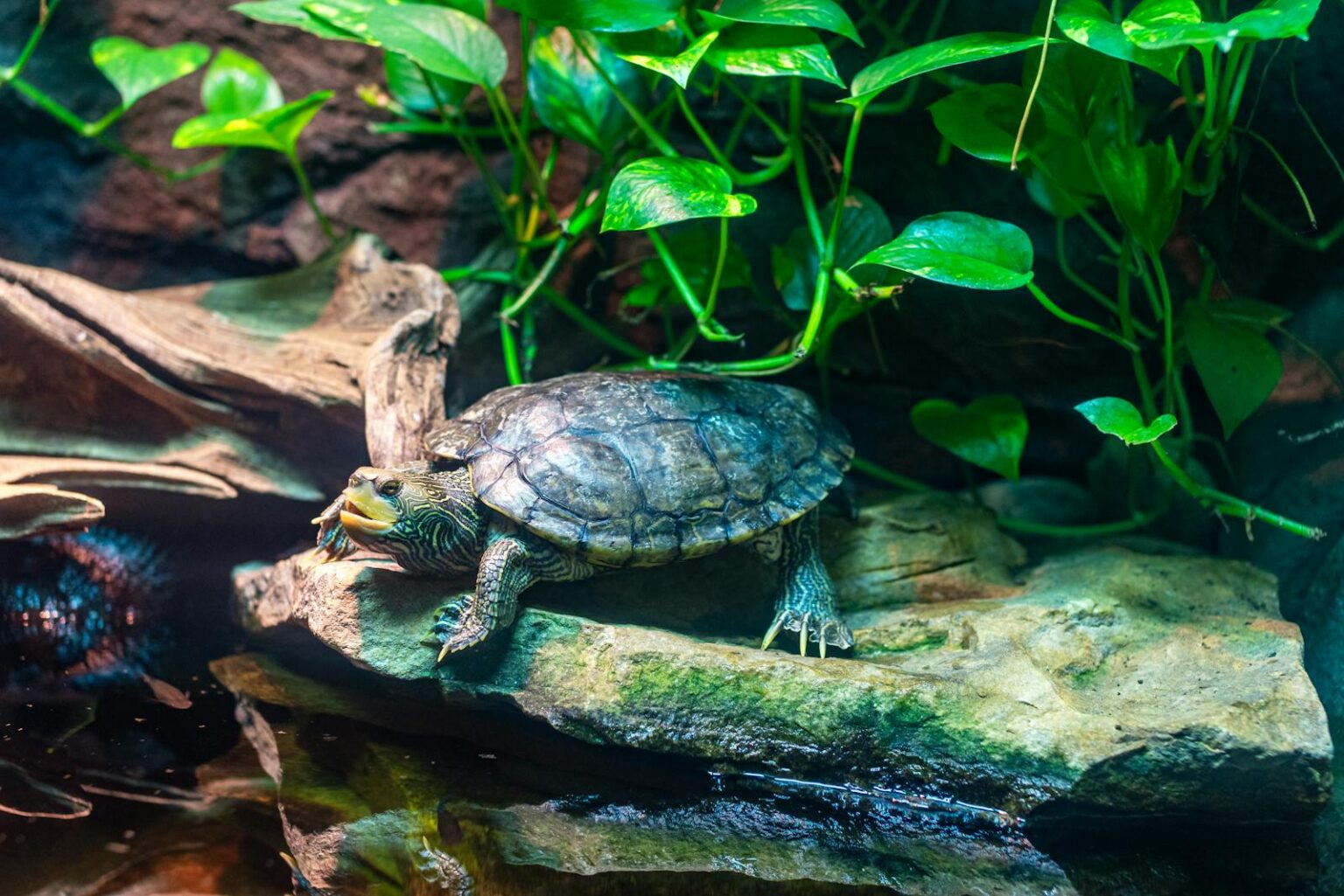 Why Some Turtles Can Recognize Their Owners – Reptilekingz
