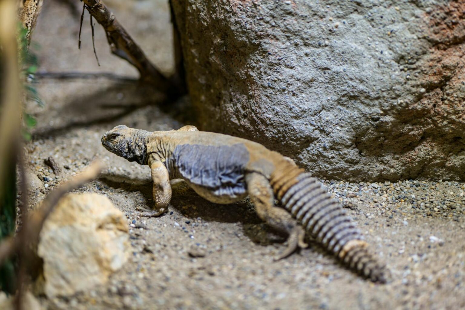 The Lizard That Can Survive in Extreme Desert Conditions – Reptilekingz