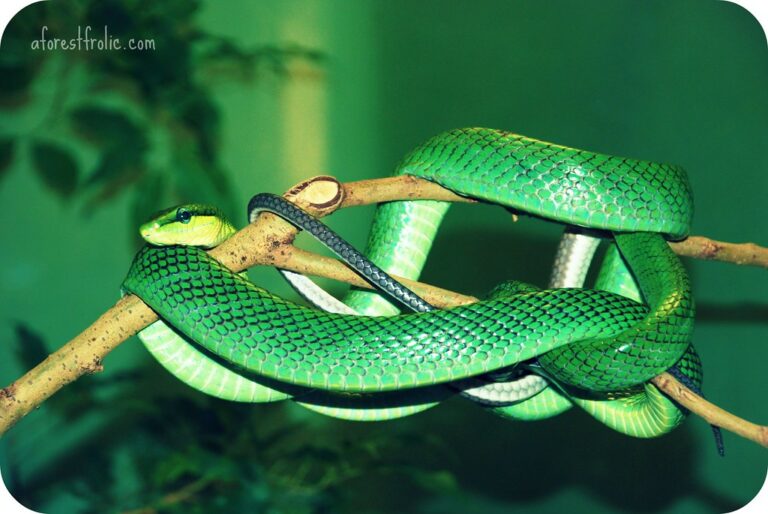 The Evolution of Venom in Snakes How It Has Changed Over Millions of ...
