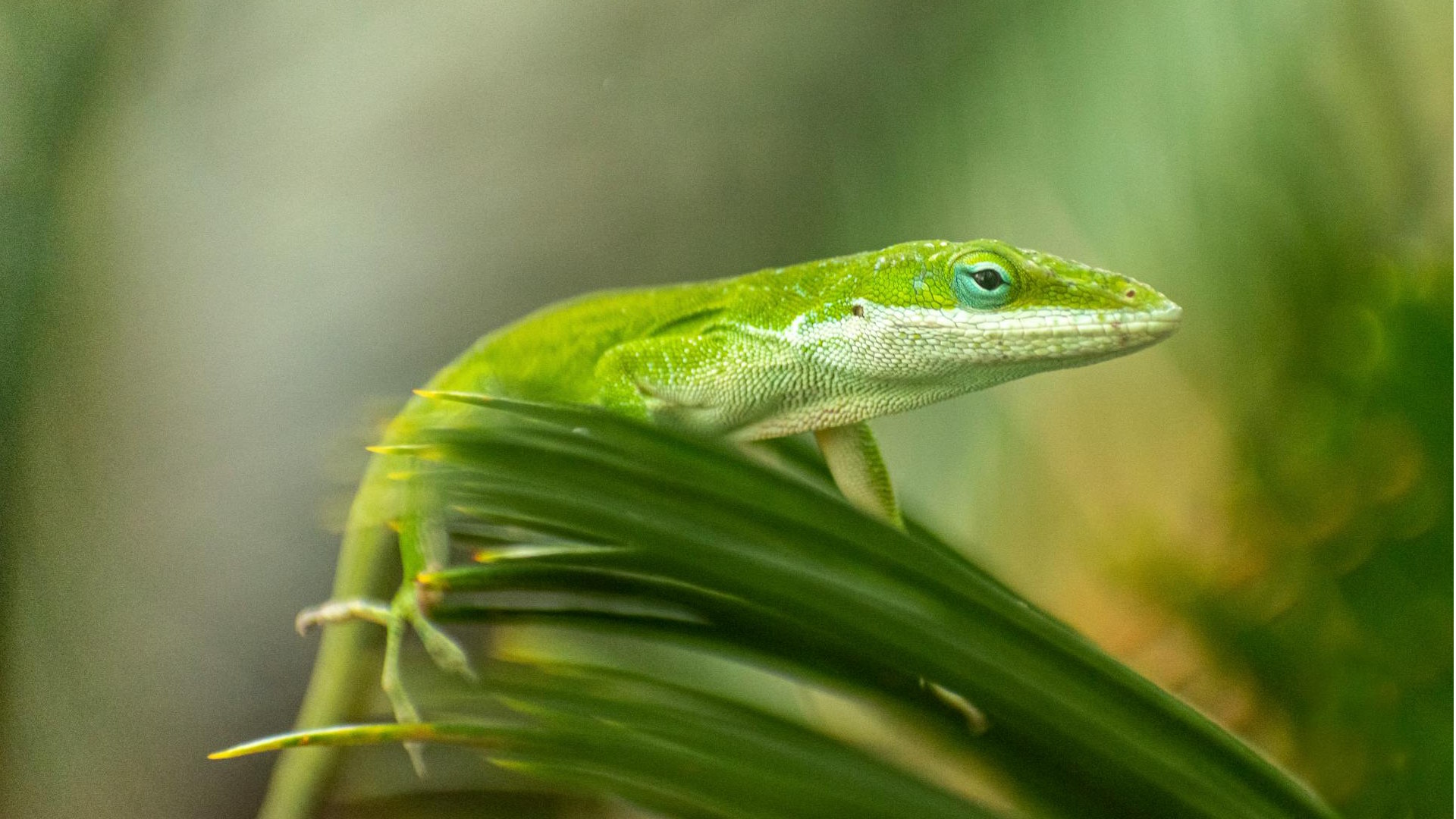 Why Some Lizards Can Climb Walls and Others Can’t – Reptilekingz