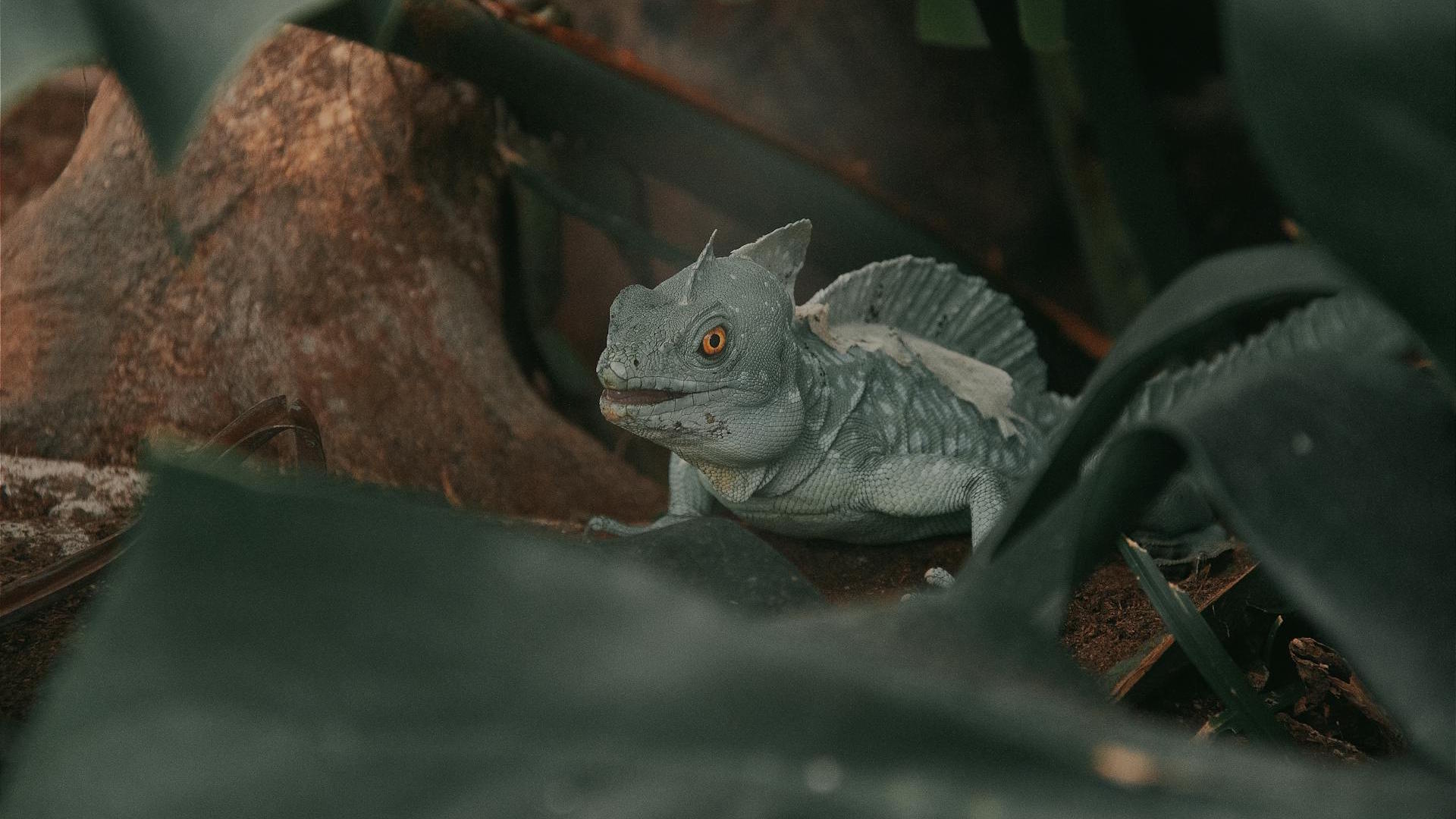 The Best Tank Size for Different Lizard Species – Reptilekingz