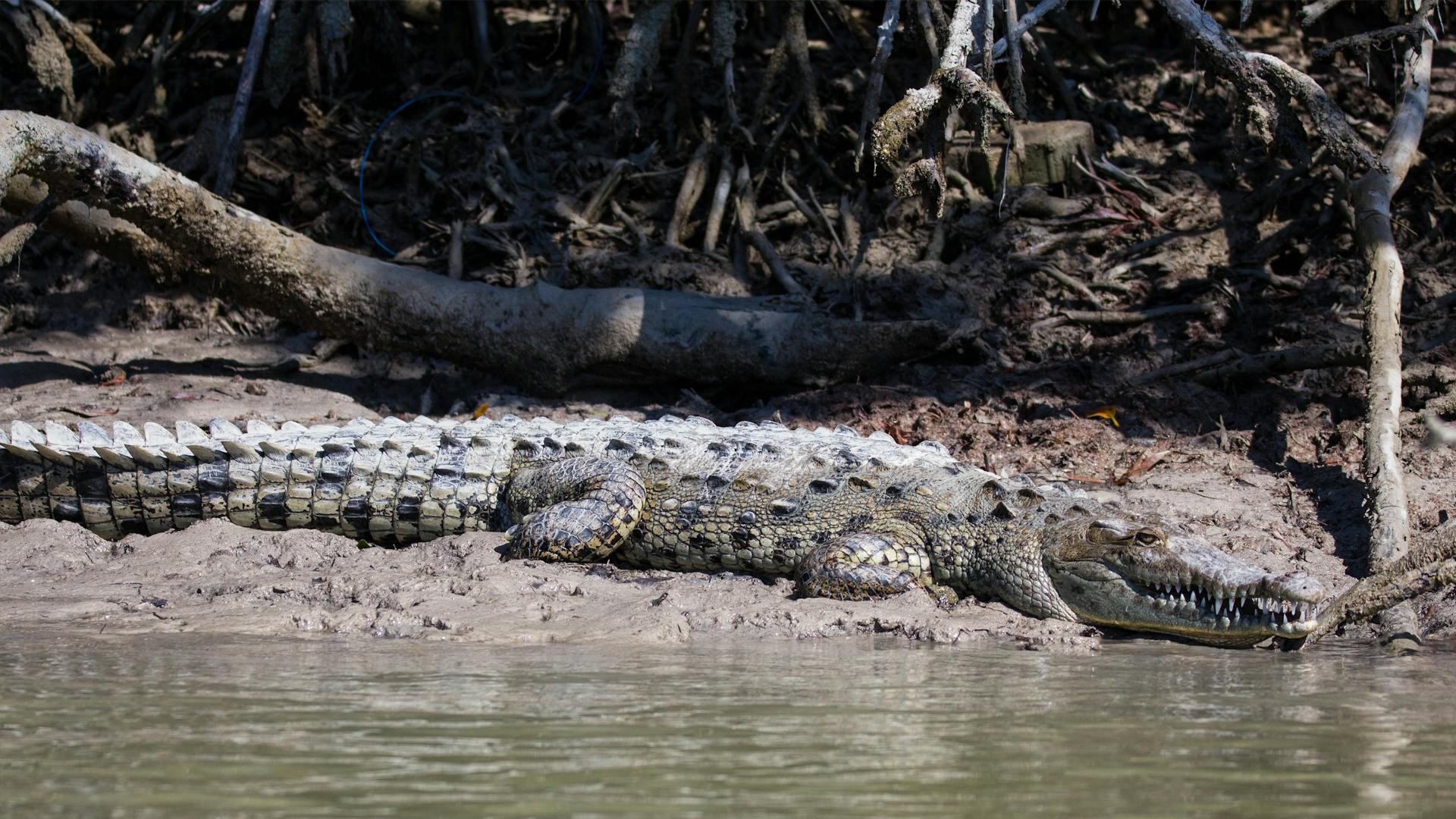 The Most Dangerous Crocodiles in the World – Reptilekingz