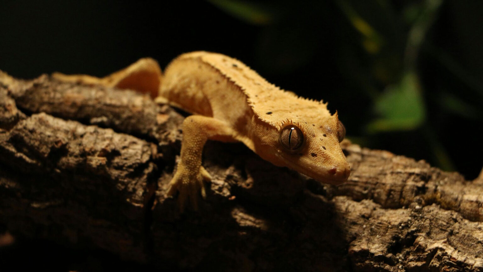 The Best Tank Size for Different Lizard Species – Reptilekingz