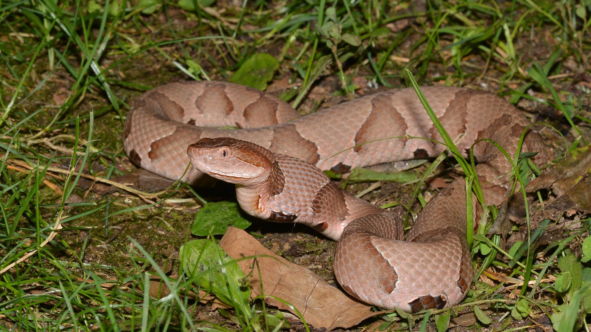 How Venomous Snakes Use Heat-Sensing Pits to Detect Prey – Reptilekingz