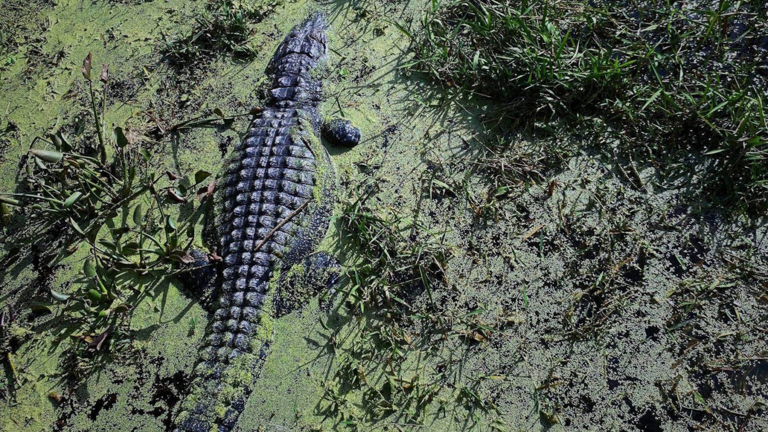 The Most Dangerous Crocodiles in the World – Reptilekingz