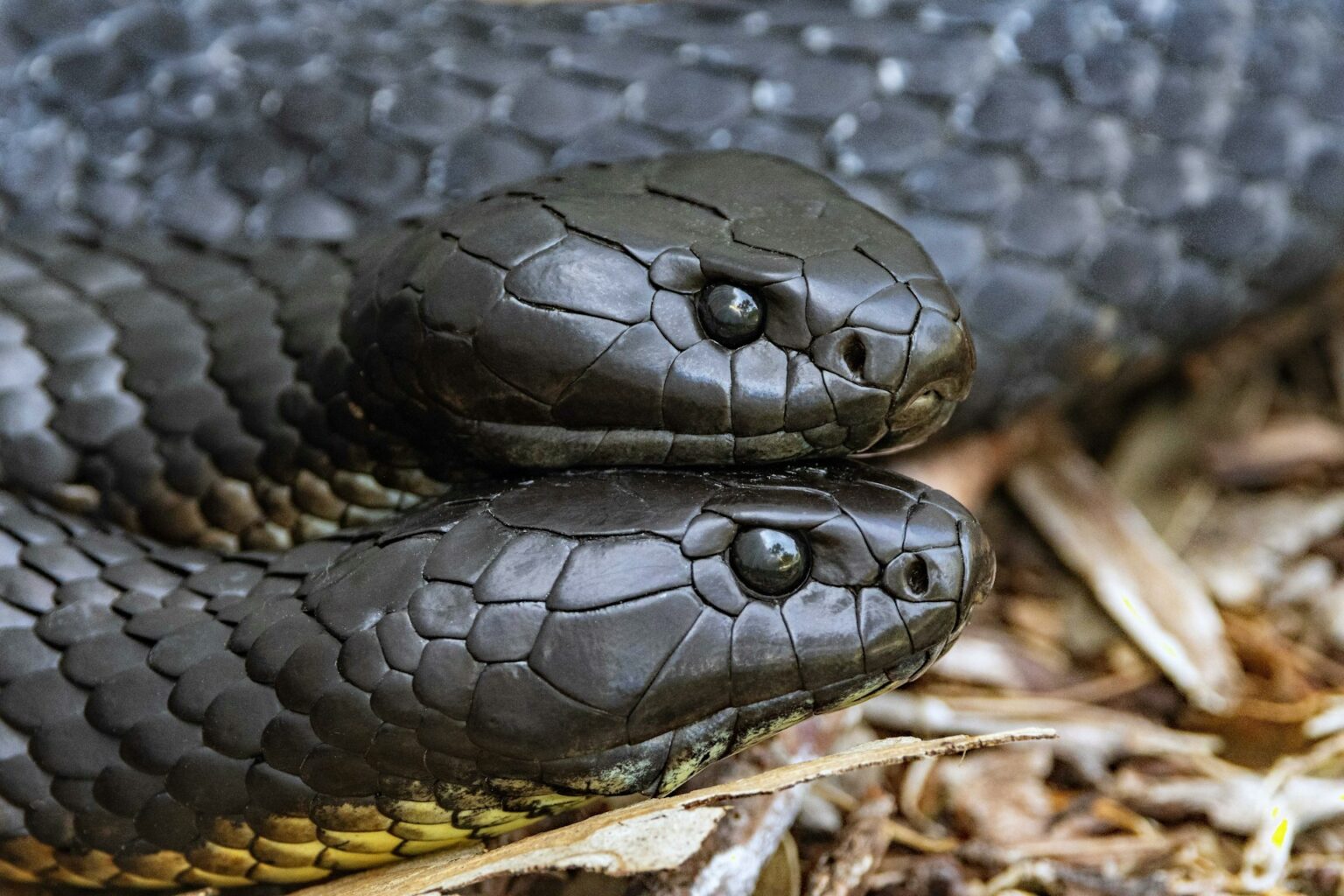 How a Single Snakebite Can Kill a Full Grown Elephant – Reptilekingz