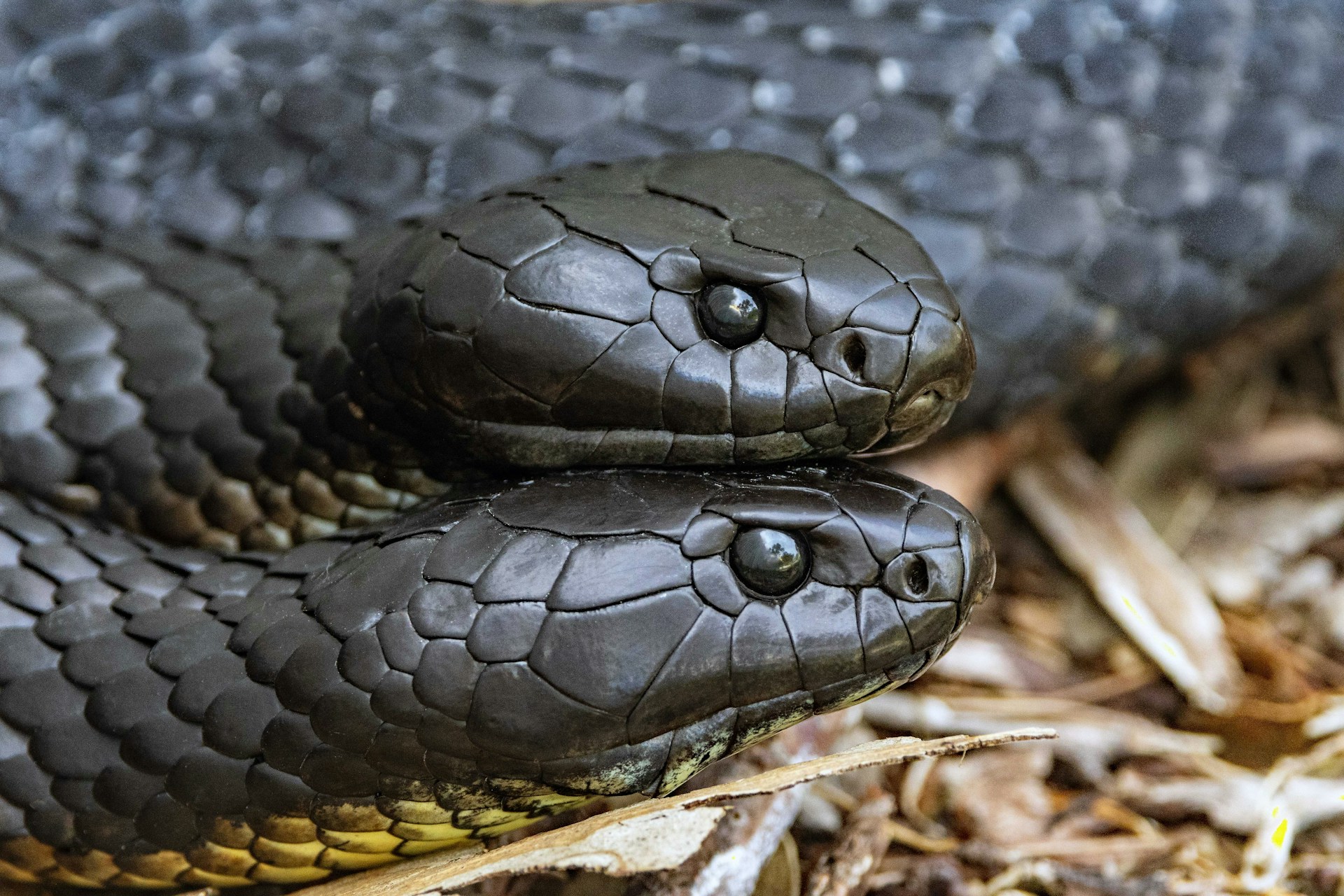 How a Single Snakebite Can Kill a Full Grown Elephant – Reptilekingz