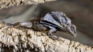 Why Some Lizards Have Frills Around Their Necks – Reptilekingz