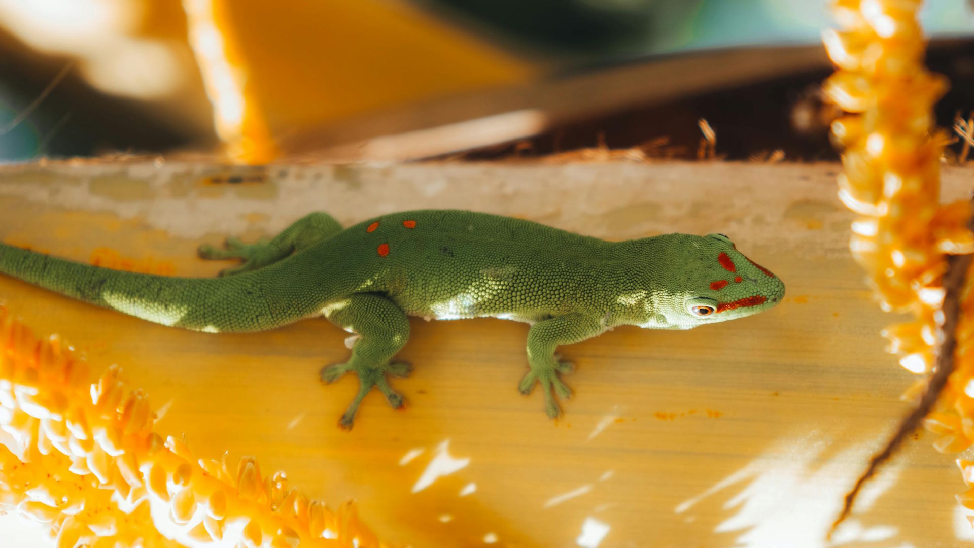 The Best Tank Size for Different Lizard Species – Reptilekingz