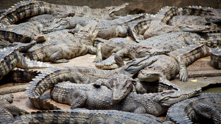 How Nile Crocodiles Hunt in Coordinated Groups – Reptilekingz