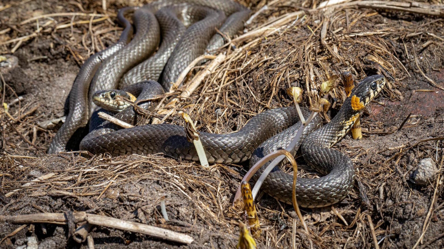 How Venomous Snakes Use Heat-Sensing Pits to Detect Prey – Reptilekingz