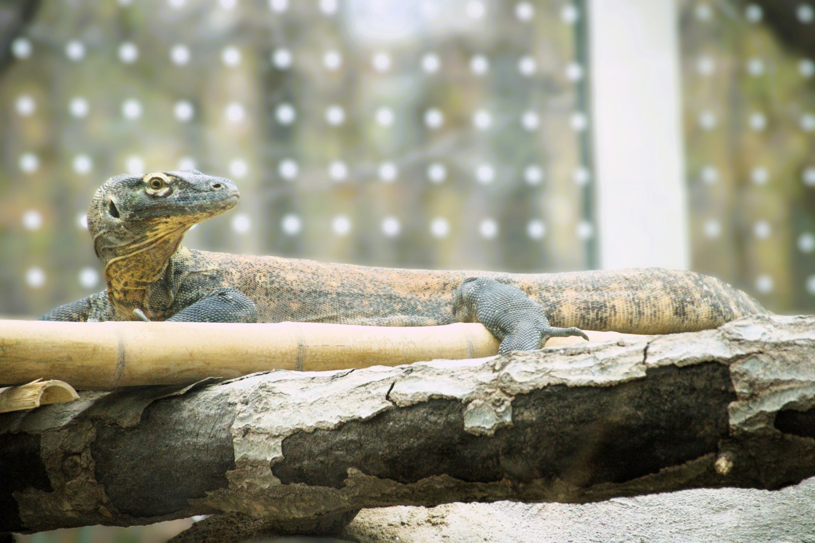 How Komodo Dragons Hunt and Kill Their Prey – Reptilekingz