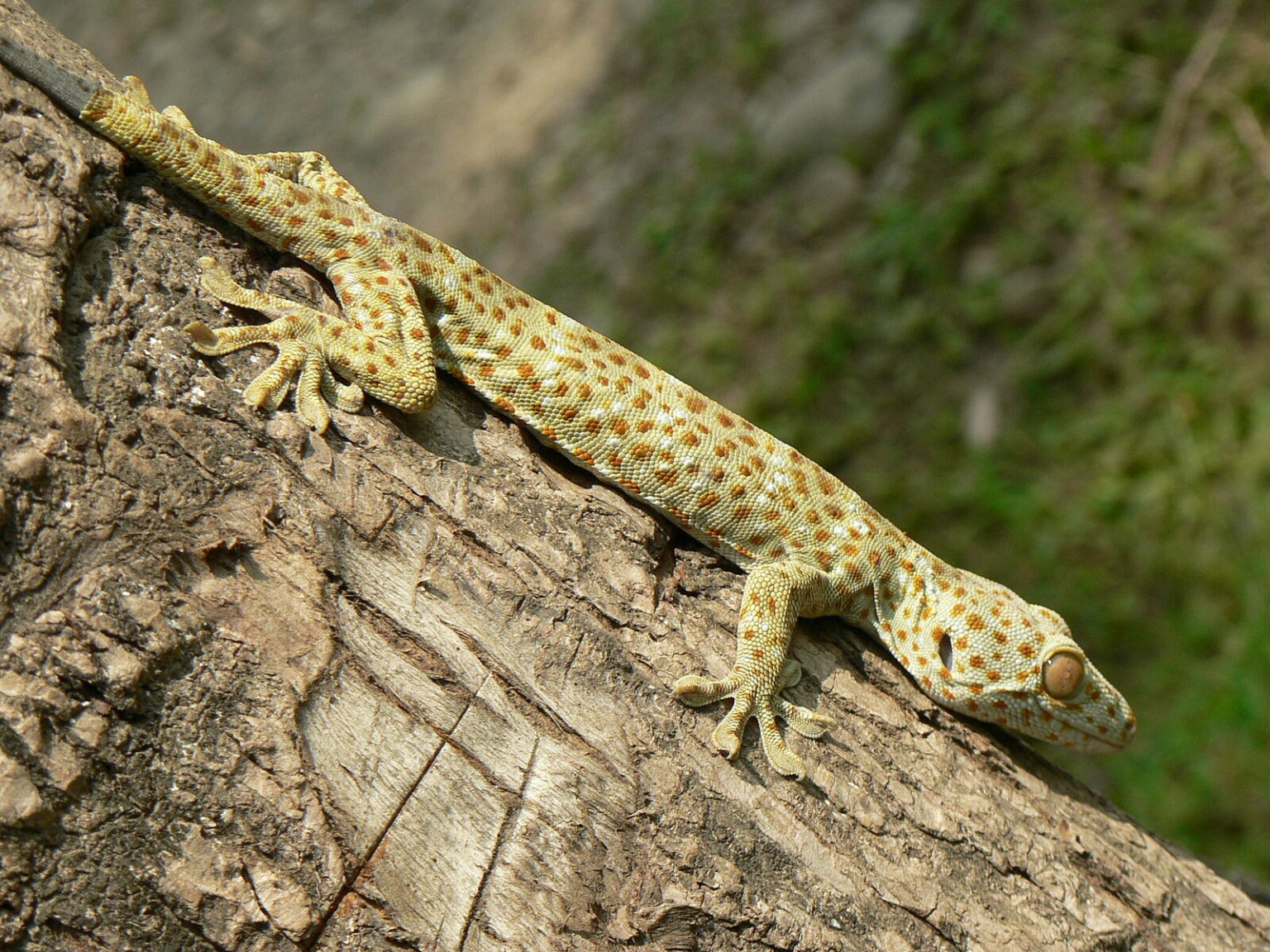 The Most Colorful Gecko Species in the World – Reptilekingz