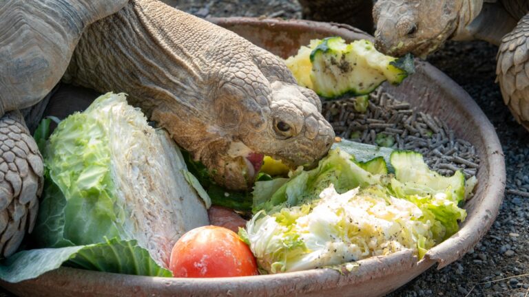 The Role of Turtles in Ecosystems – Why They Matter – Reptilekingz