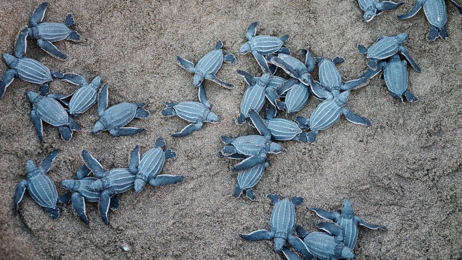 Why Some Turtles Migrate Thousands of Miles Each Year – Reptilekingz