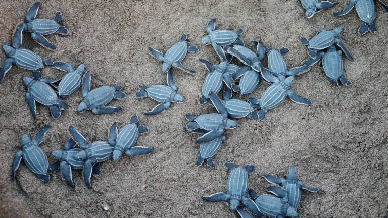Why Some Turtles Migrate Thousands of Miles Each Year – Reptilekingz
