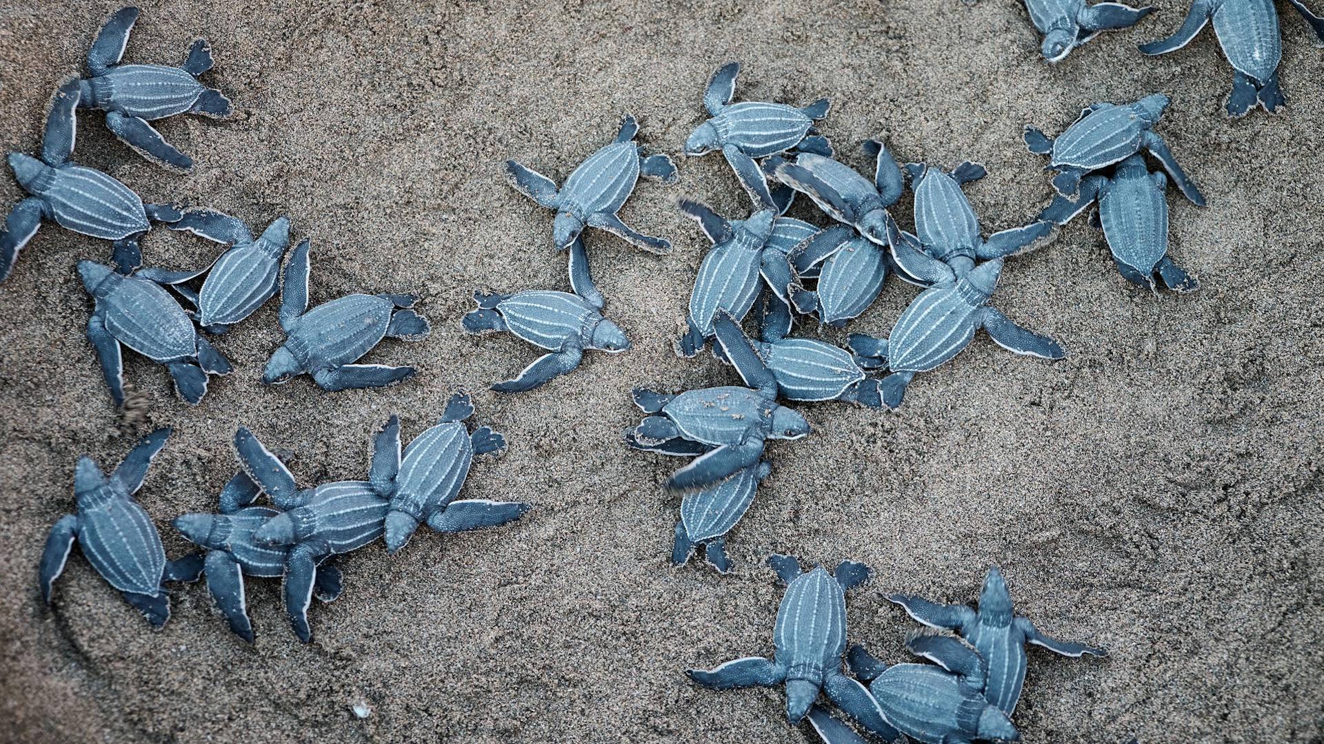 Why Some Turtles Migrate Thousands of Miles Each Year – Reptilekingz