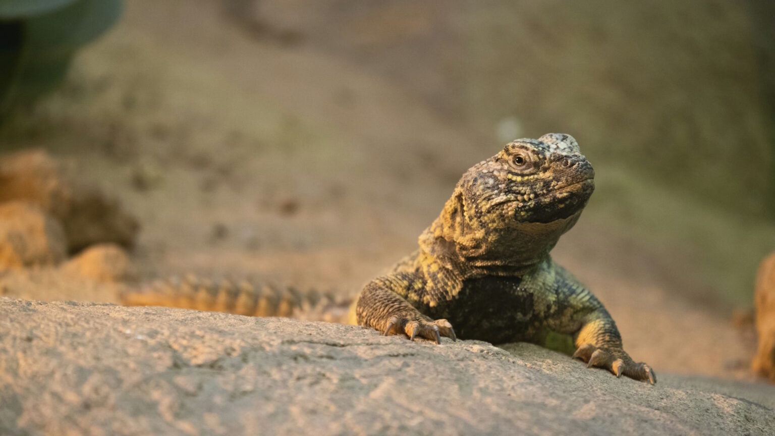 The Best Lizard Species for Beginner Pet Owners – Reptilekingz