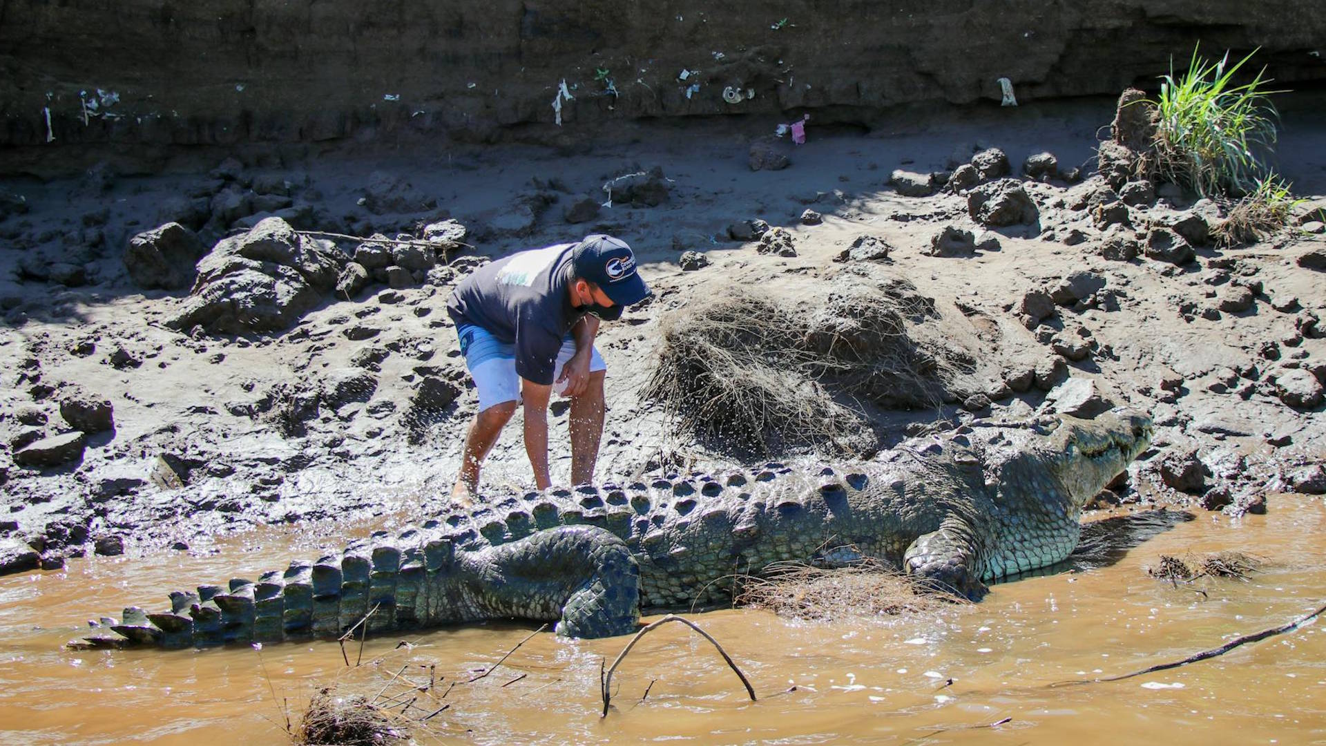The Most Dangerous Crocodiles in the World – Reptilekingz