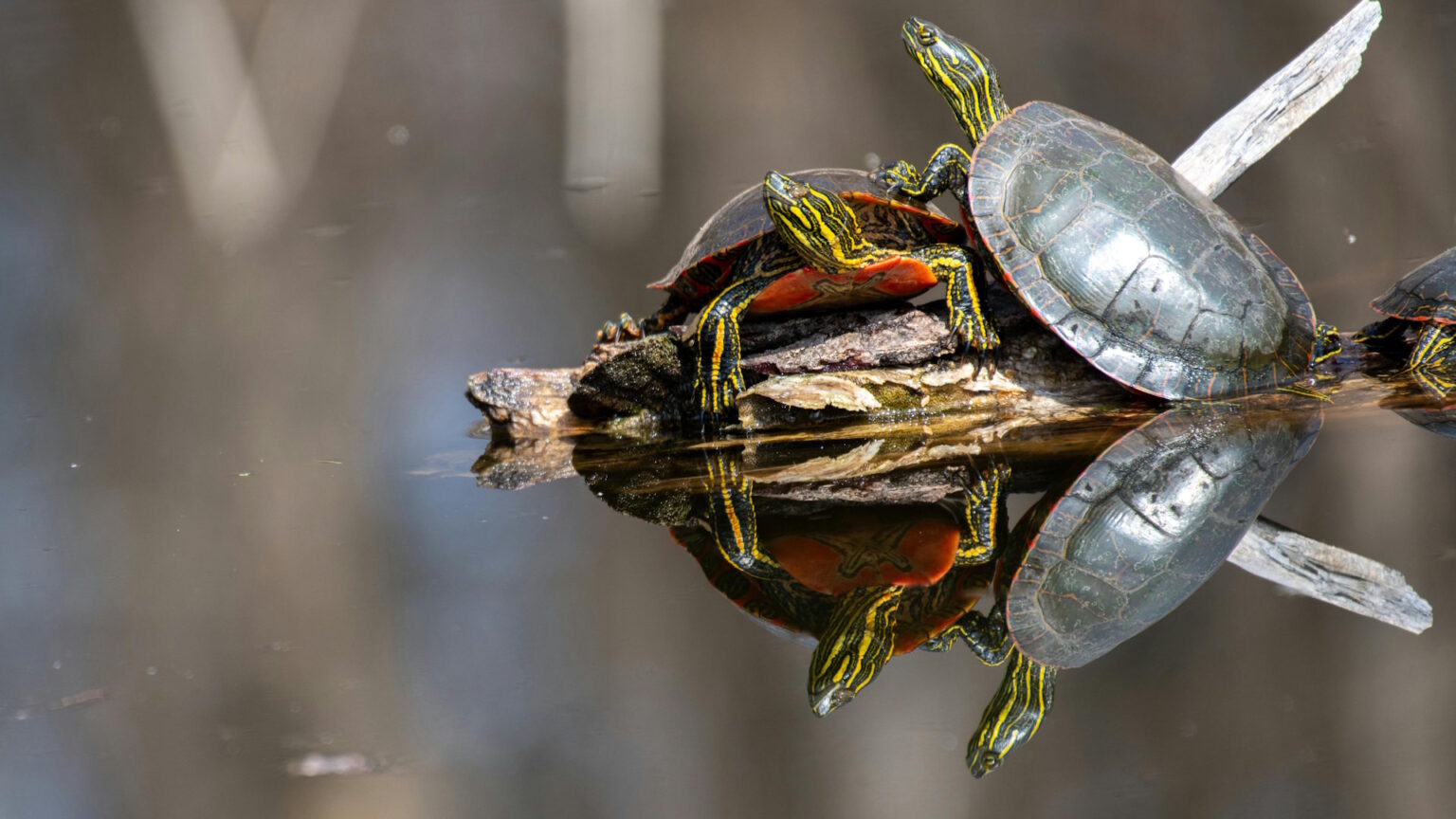 The Difference Between Turtles and Tortoises – More Than Just Shells ...