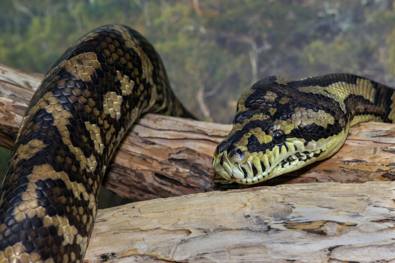 The Science Behind Snake Venom – How It Affects Prey and Humans ...