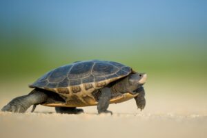 The Most Unique Turtle Shell Patterns Found in Nature – Reptilekingz