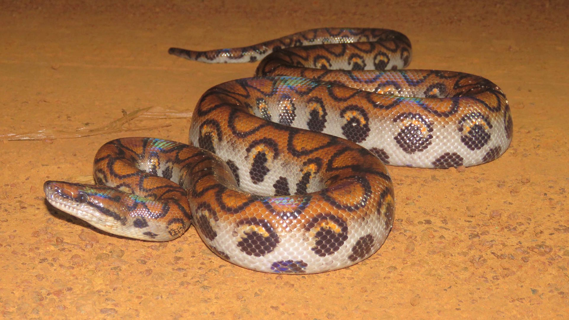 The Most Unique Non-Venomous Snake Markings and Patterns – Reptilekingz