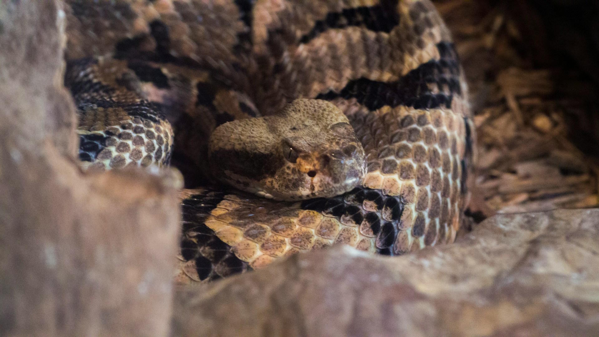 How Venomous Snakes Use Heat-Sensing Pits to Detect Prey – Reptilekingz