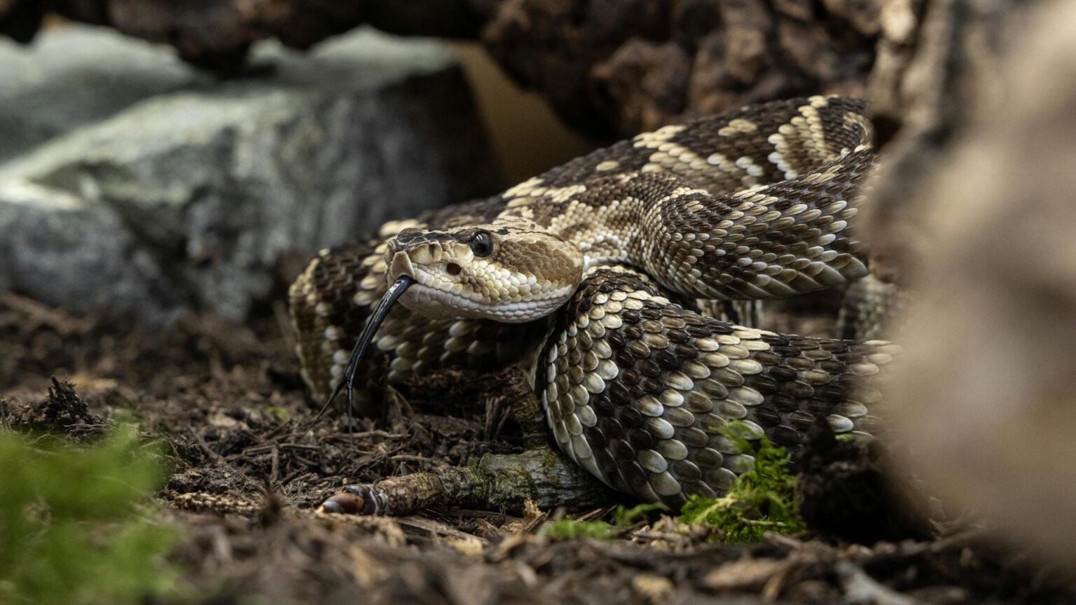 How Venomous Snakes Use Heat-Sensing Pits to Detect Prey – Reptilekingz
