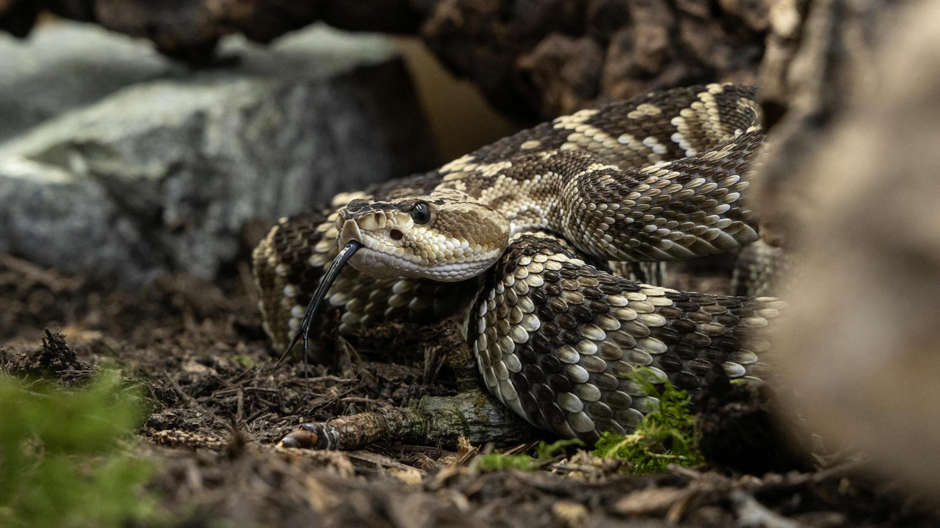 How Venomous Snakes Use Heat-Sensing Pits to Detect Prey – Reptilekingz