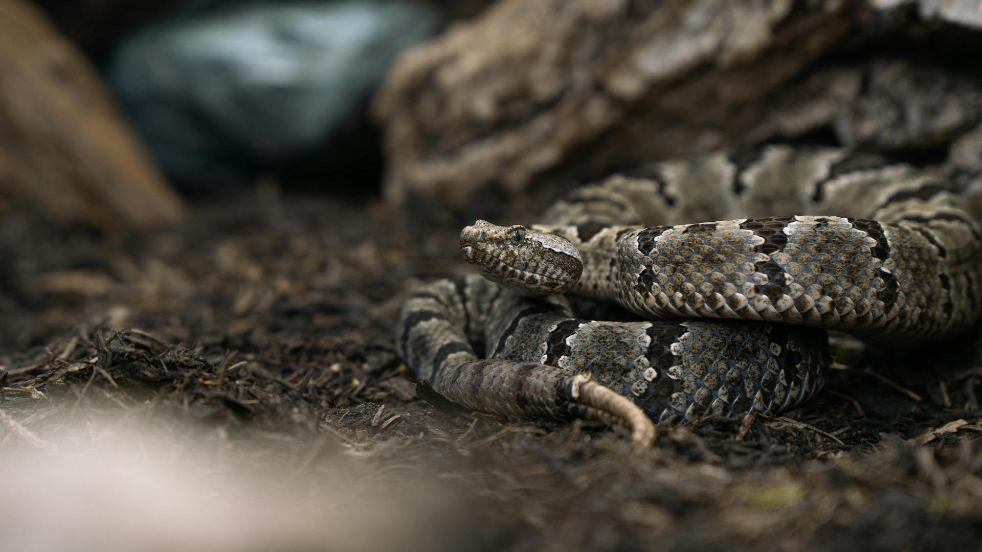 Why Some Venomous Snakes Are More Toxic Than Others – Reptilekingz