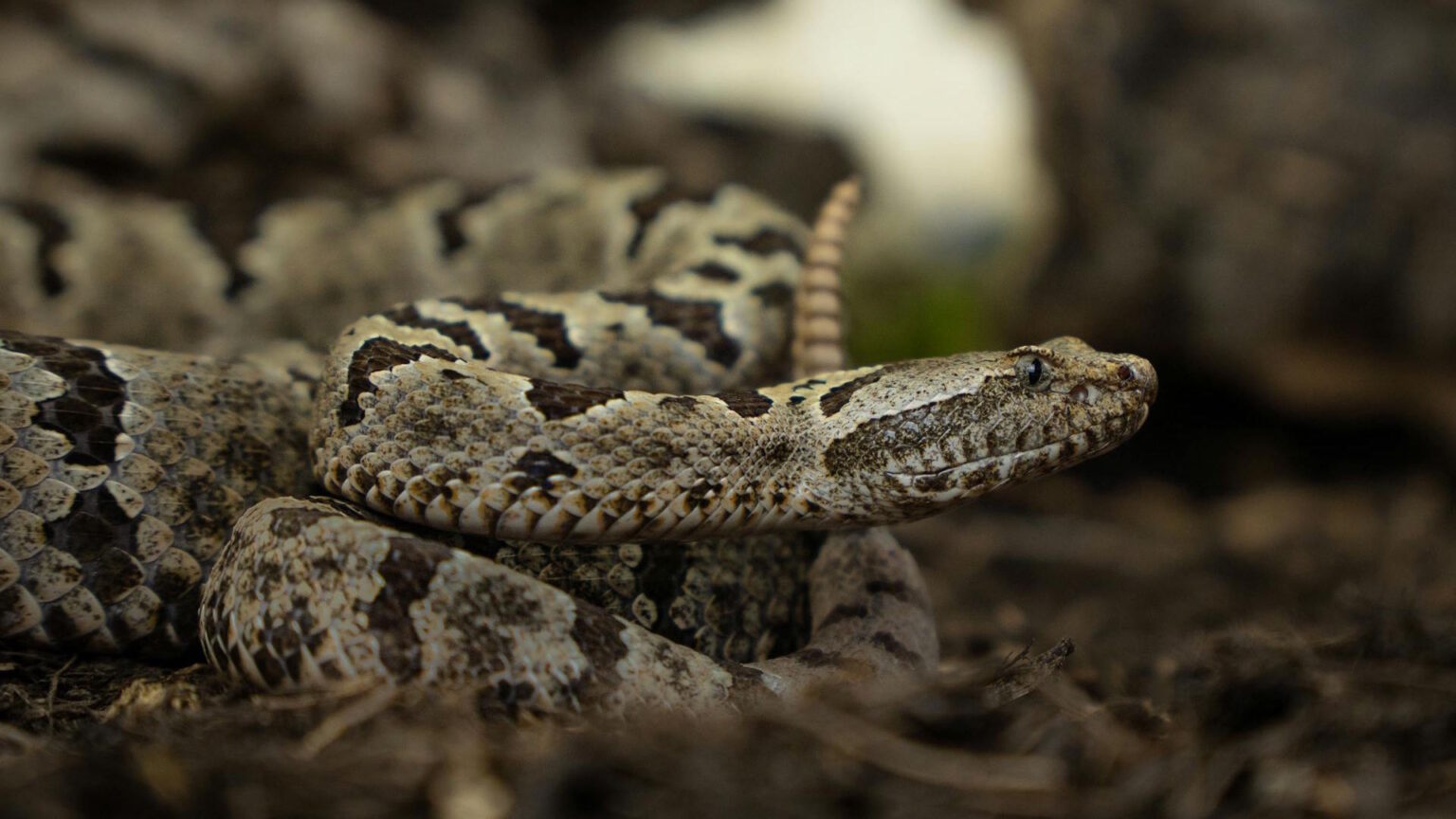 The Science Behind Snake Venom – How It Affects Prey and Humans ...