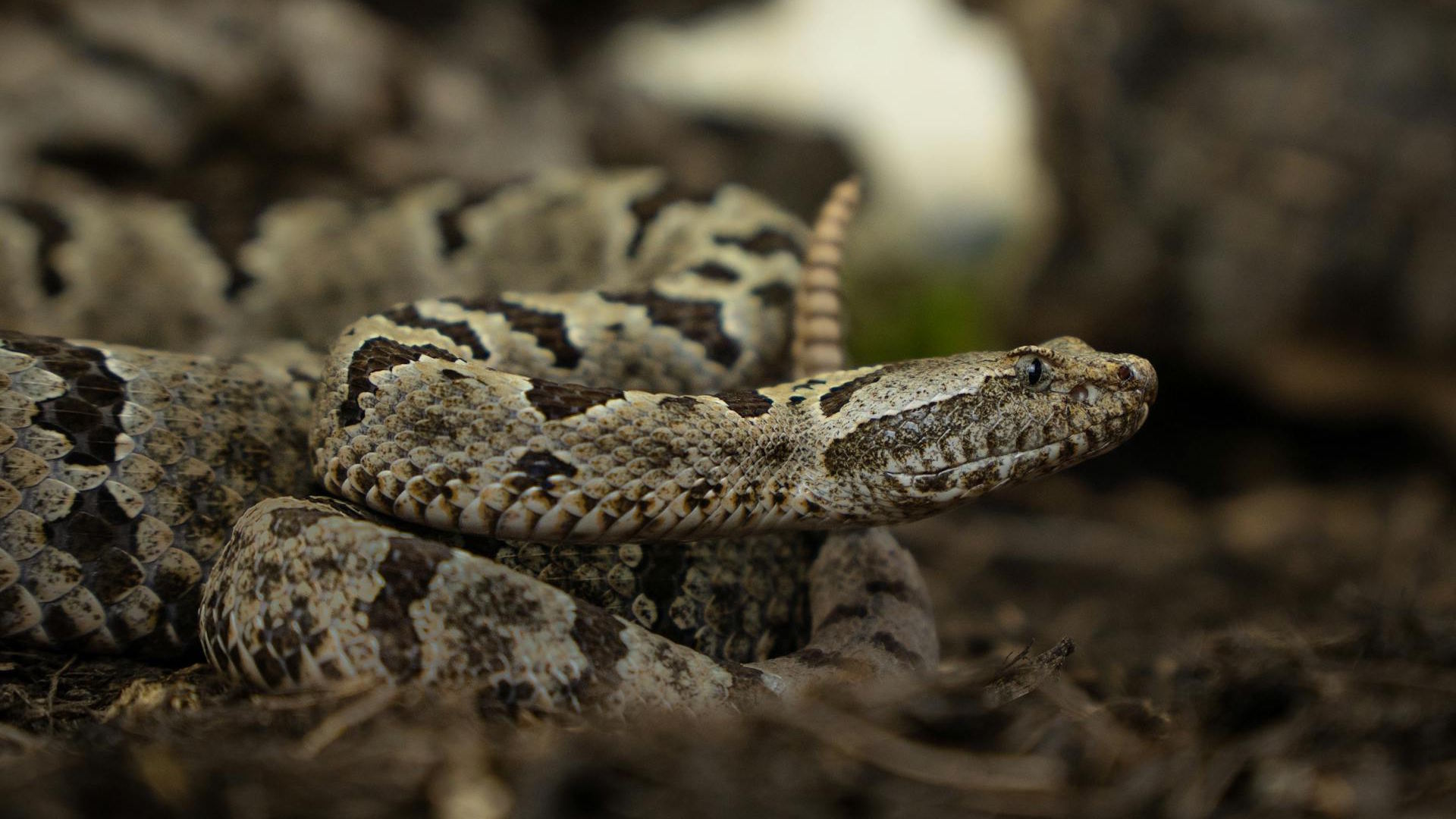 How Venomous Snakes Use Heat-Sensing Pits to Detect Prey – Reptilekingz
