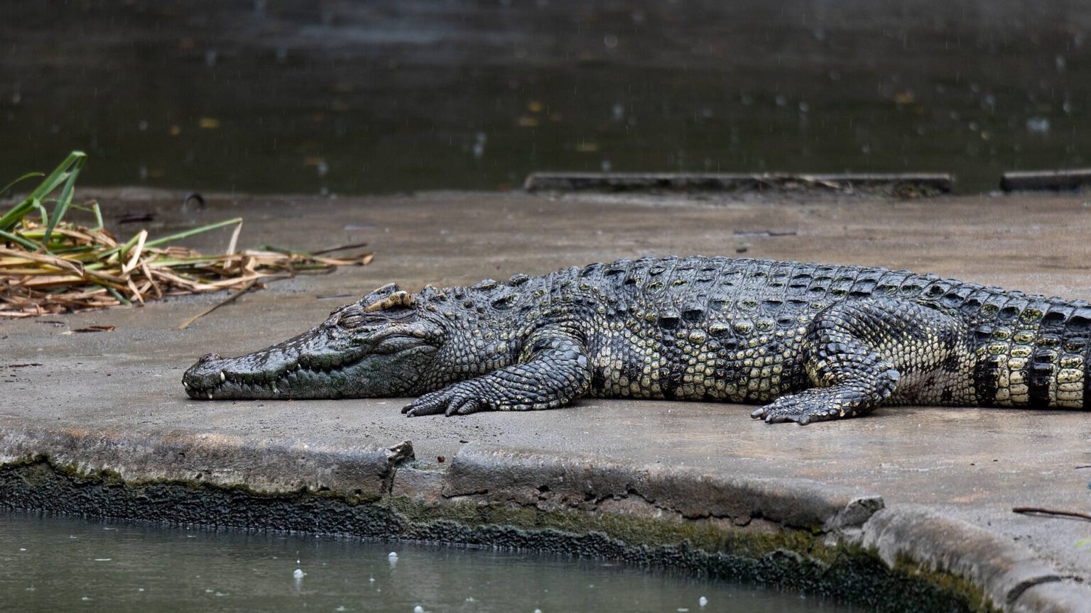 The Most Dangerous Crocodiles in the World – Reptilekingz