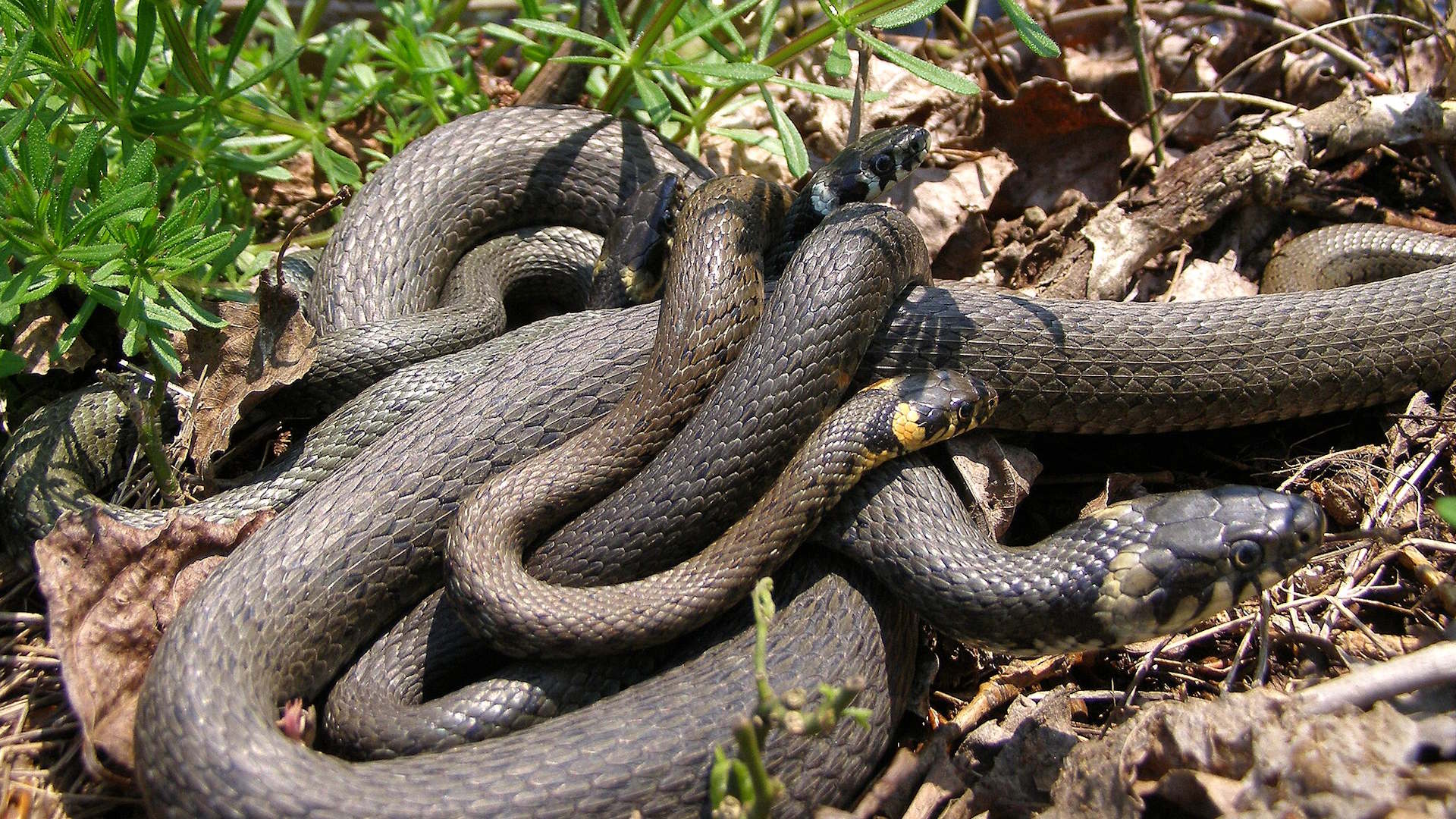 How Non-Venomous Snakes Communicate With Each Other – Reptilekingz