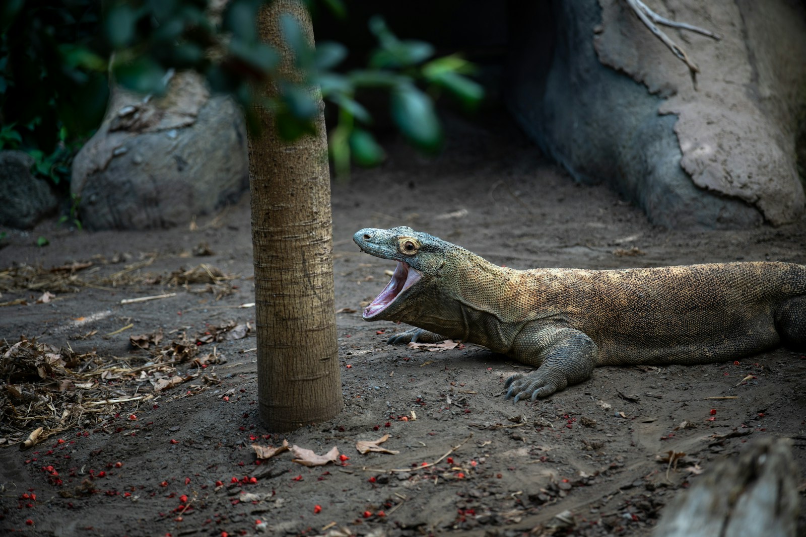 How Komodo Dragons Hunt and Kill Their Prey – Reptilekingz