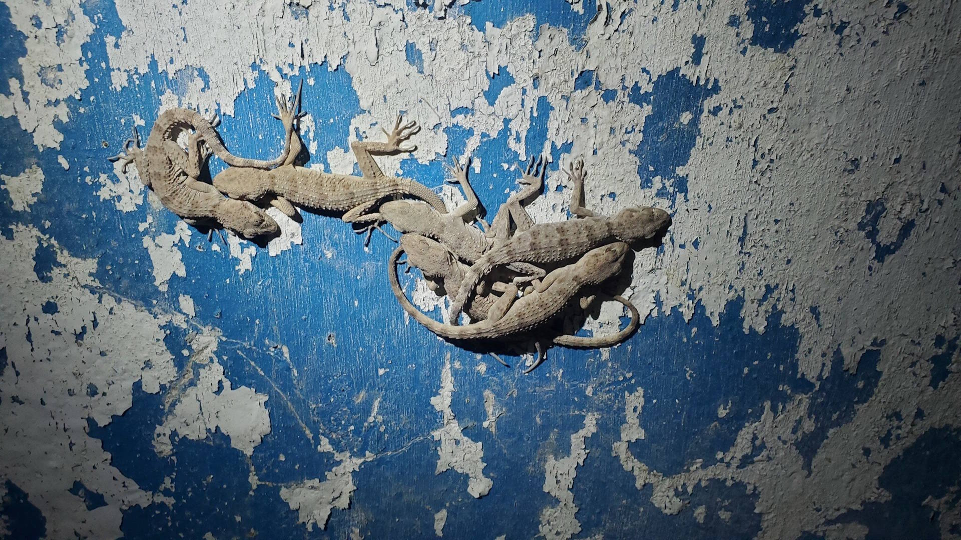 How Lizards Hibernate – The Science of Brumation – Reptilekingz