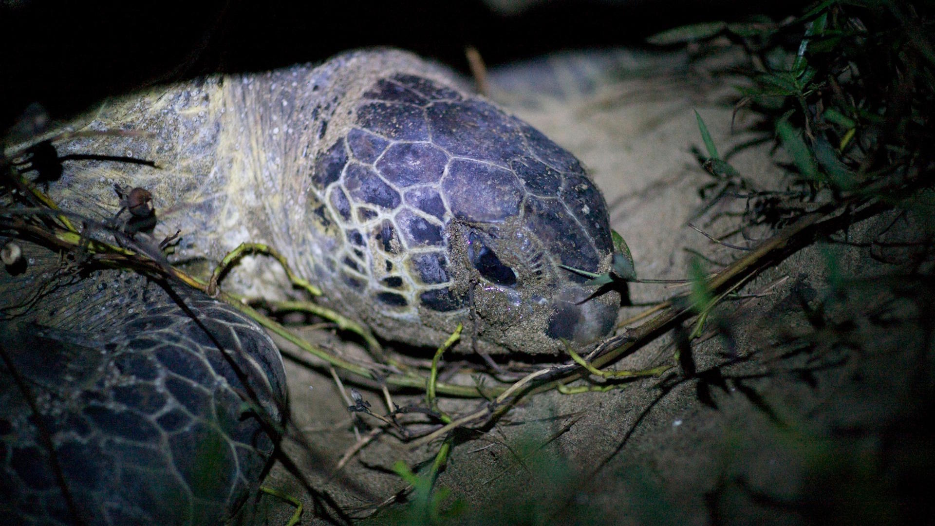 Why Some Turtles Migrate Thousands of Miles Each Year – Reptilekingz