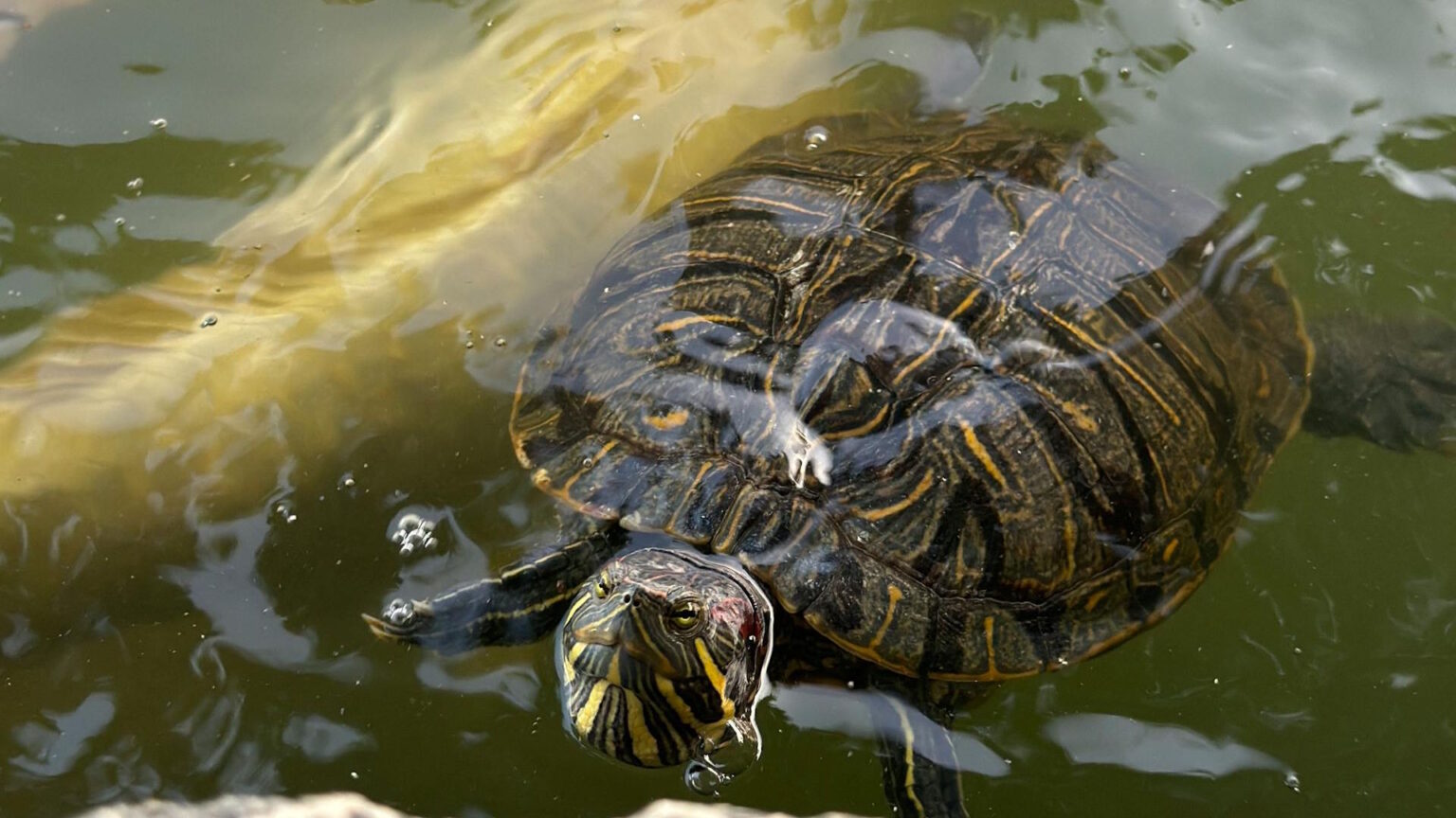 The Role of Turtles in Ecosystems – Why They Matter – Reptilekingz
