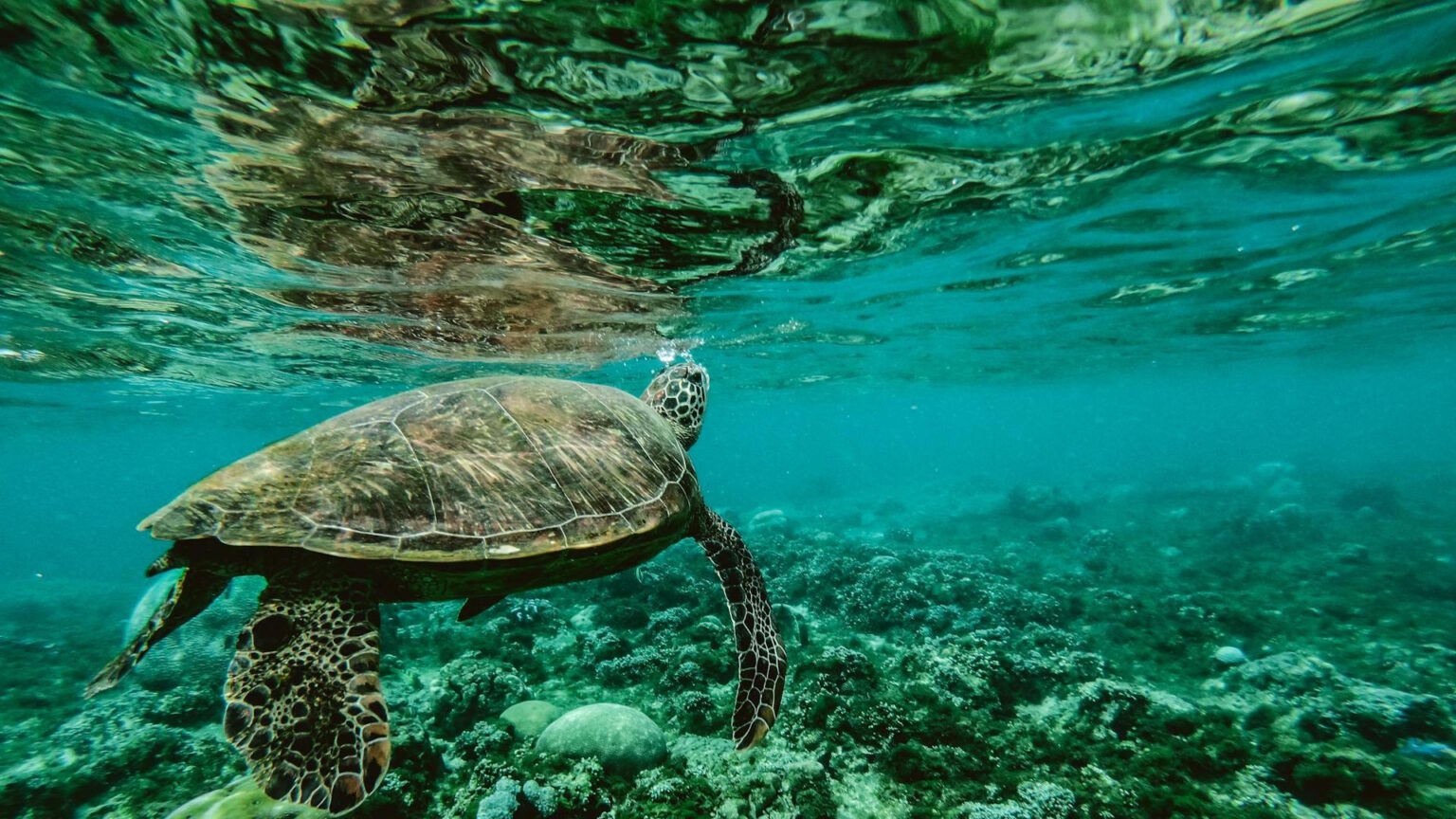 Why Some Turtles Migrate Thousands of Miles Each Year – Reptilekingz