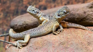 Why Some Lizards Can Regrow Their Tails and Others Can’t – Reptilekingz