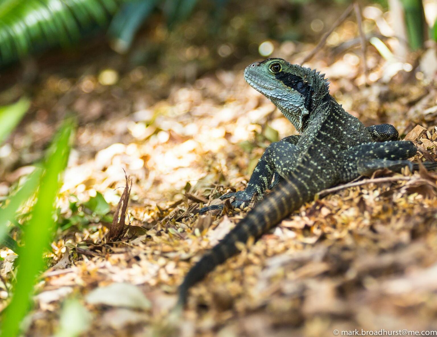 The Fastest Lizard in the World – It’s Built for Speed – Reptilekingz