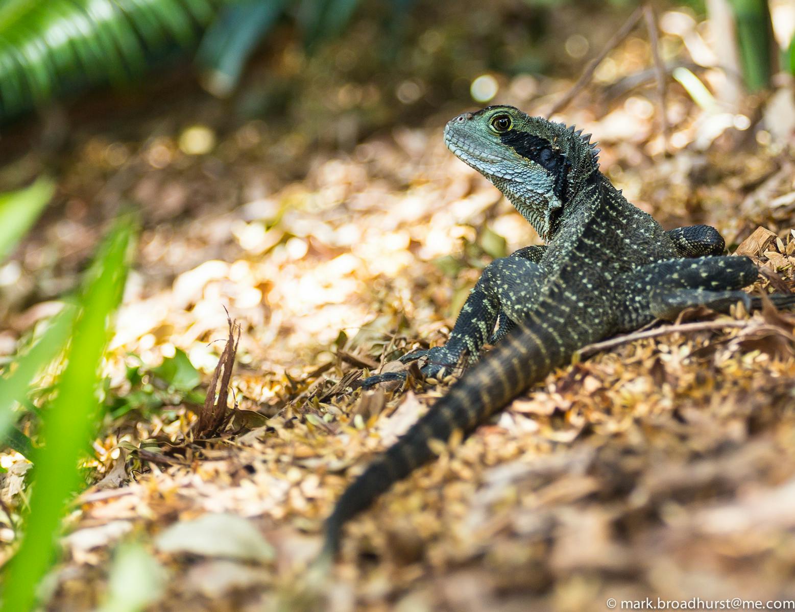 The Fastest Lizard in the World – It’s Built for Speed – Reptilekingz