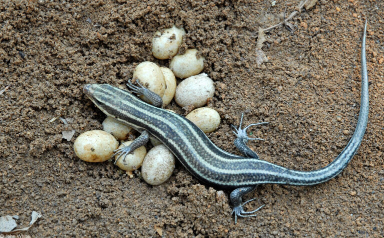 The Most Unique Lizard Nests and Egg-Laying Habits – Reptilekingz